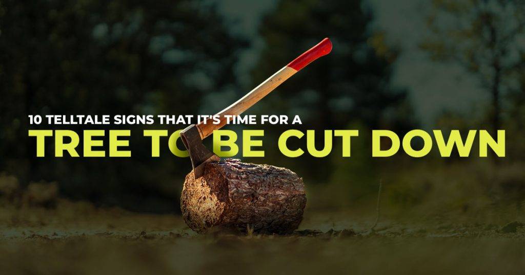 10 Telltale Signs It's Time to Remove a Dead Tree