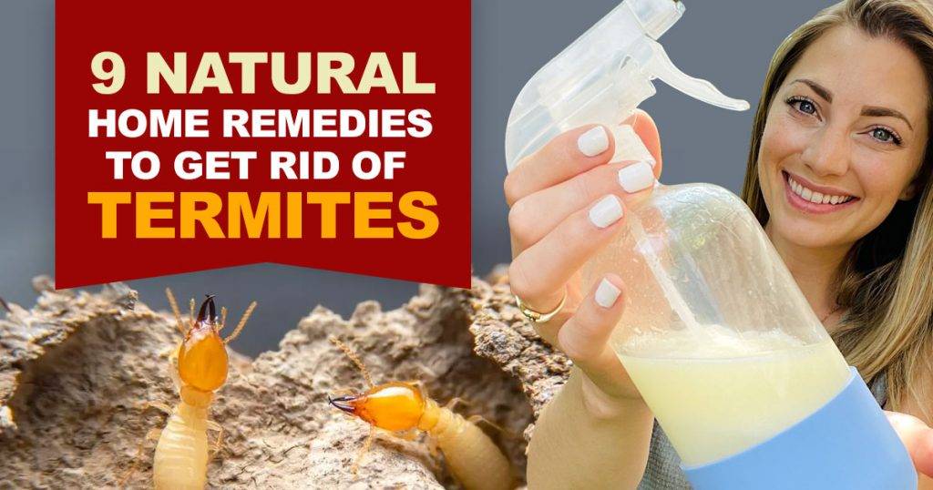Killing Termites Naturally: 9 Home Remedies
