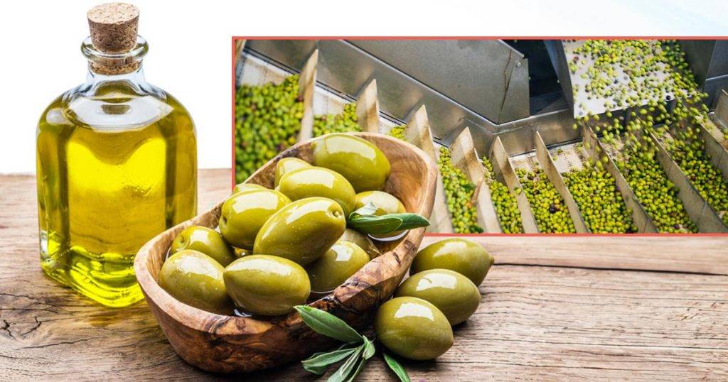Olive Oil Production: Step-by-Step Process Explained