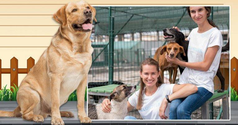 10 Grants to Help You Build an Animal Rescue