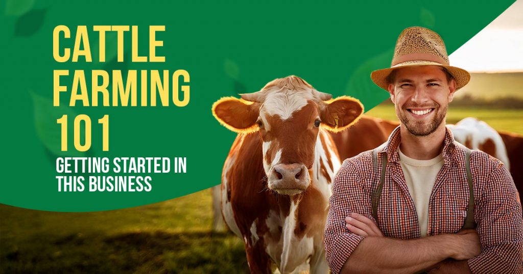 Cattle Farming Guide: How to Start in this Business